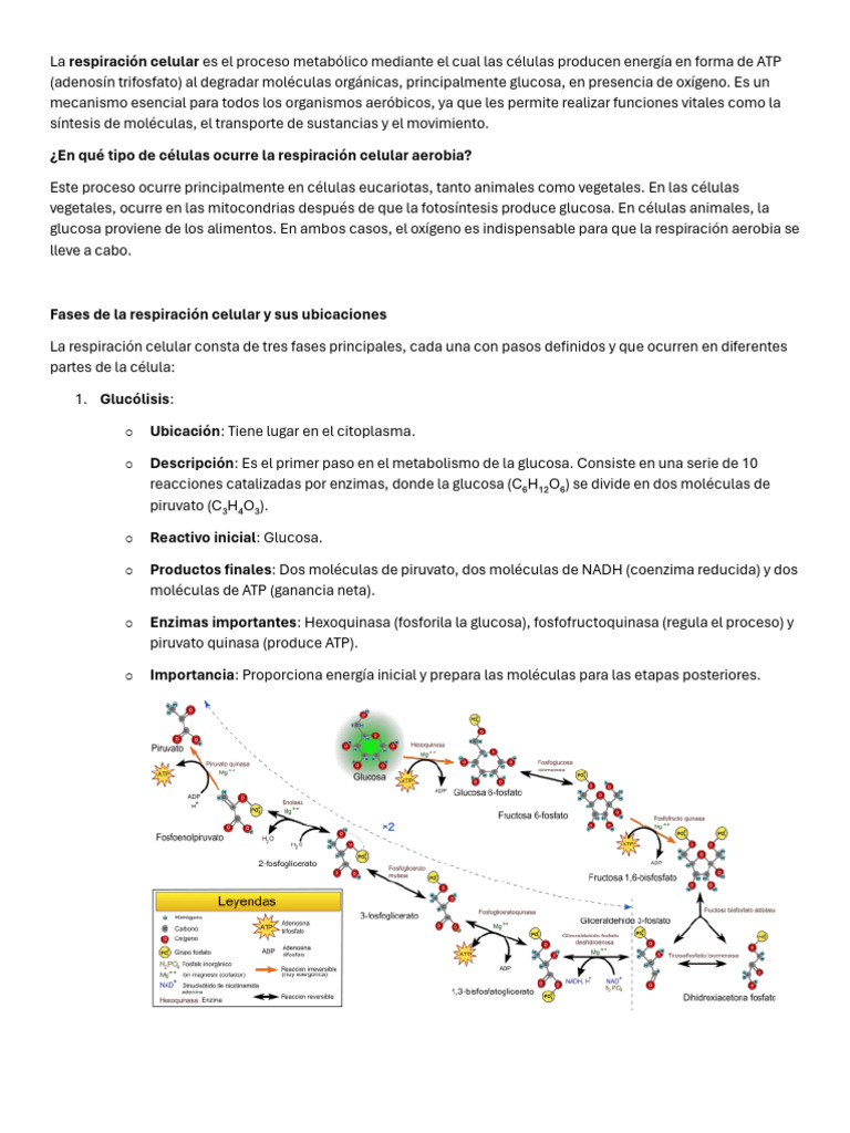 Respiración Celular (Resumen) | PDF | Respiración celular | Trifosfato de adenosina