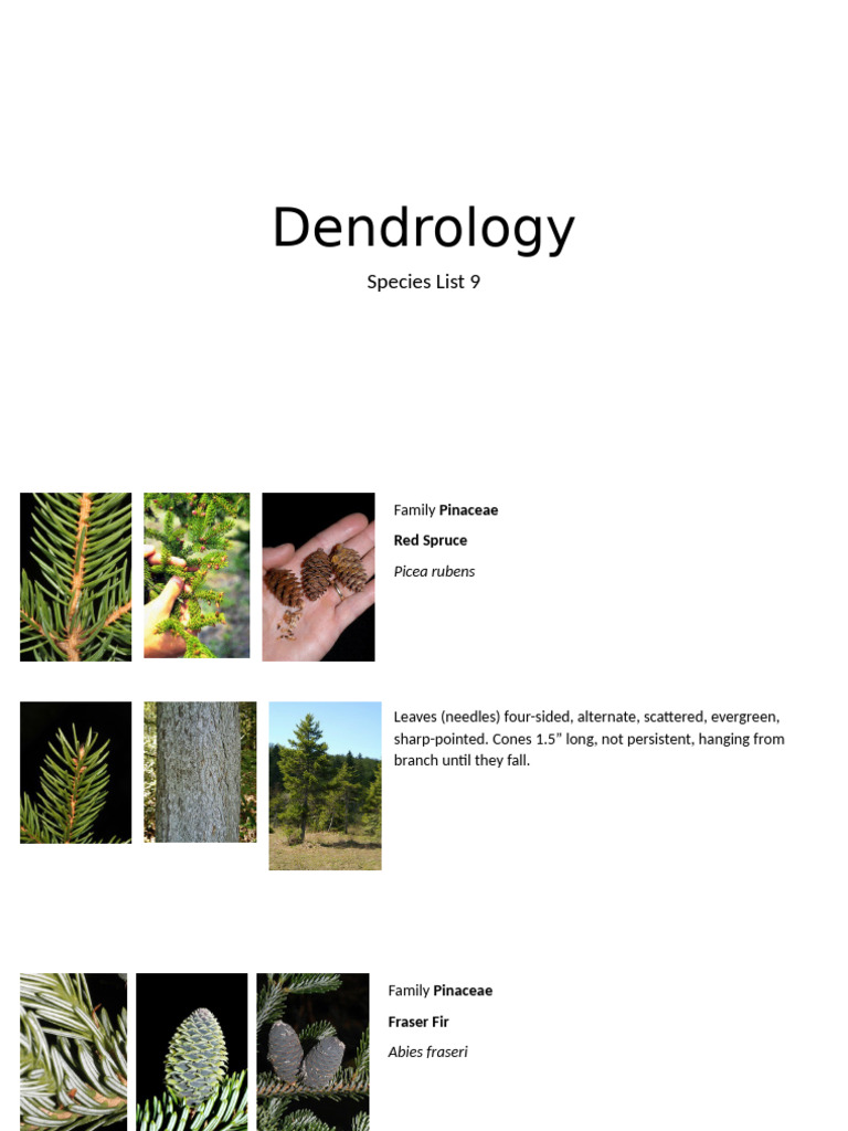 Dendrology Species List 9 | PDF
