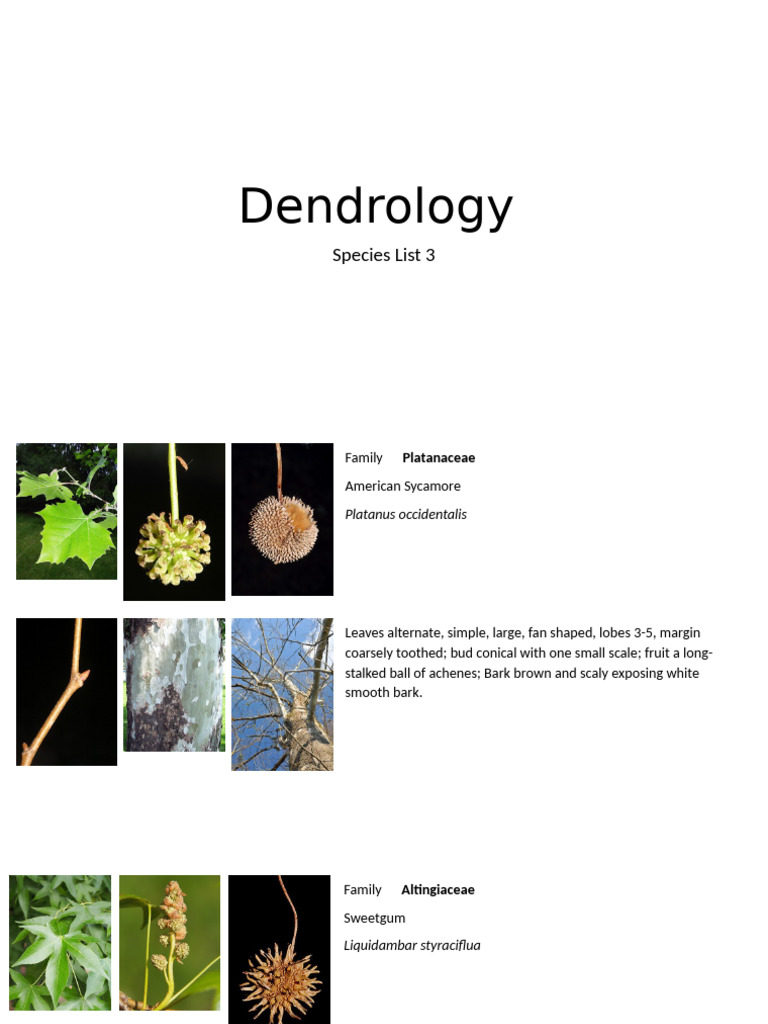 Dendrology Species Identification Guide | PDF | Leaf | Trees