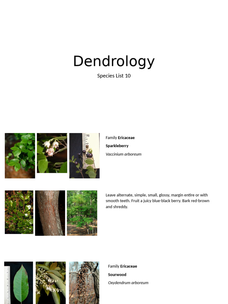 Dendrology Species List 10 | PDF