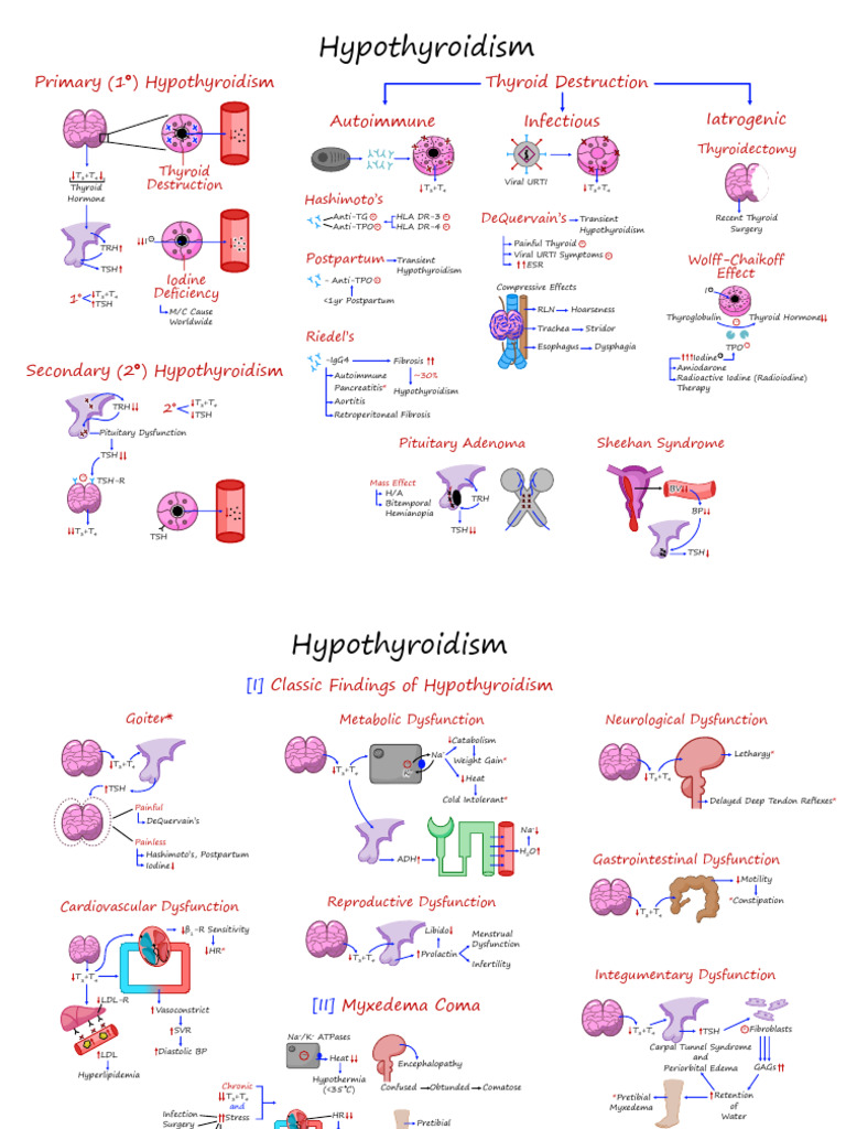 Causes and Effects of Hypothyroidism | PDF | Hypothyroidism | Thyroid