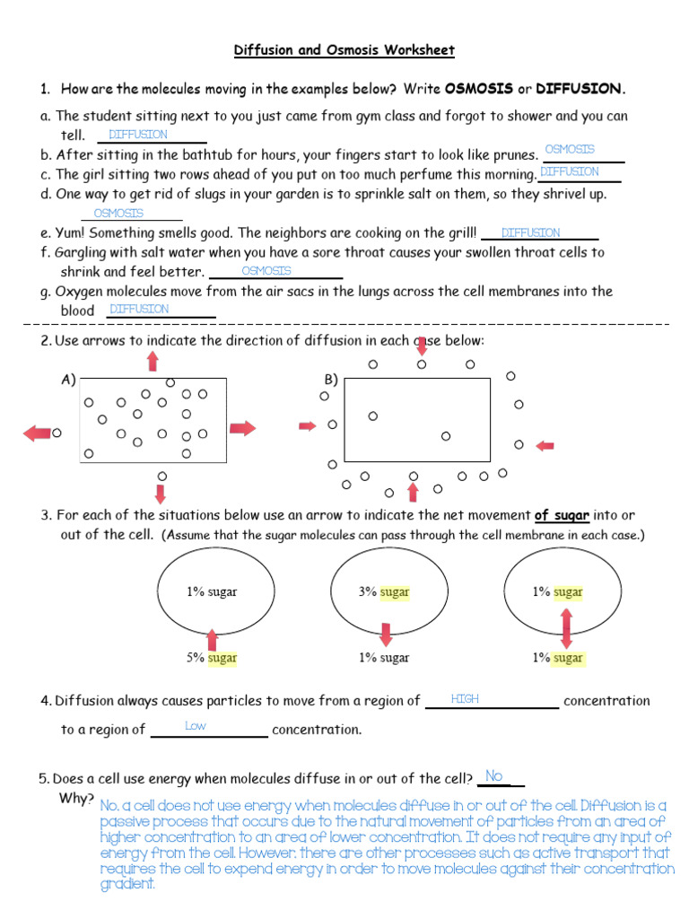 Diffusion and Osmosis Worksheet Guide | PDF | Osmosis | Cell Biology