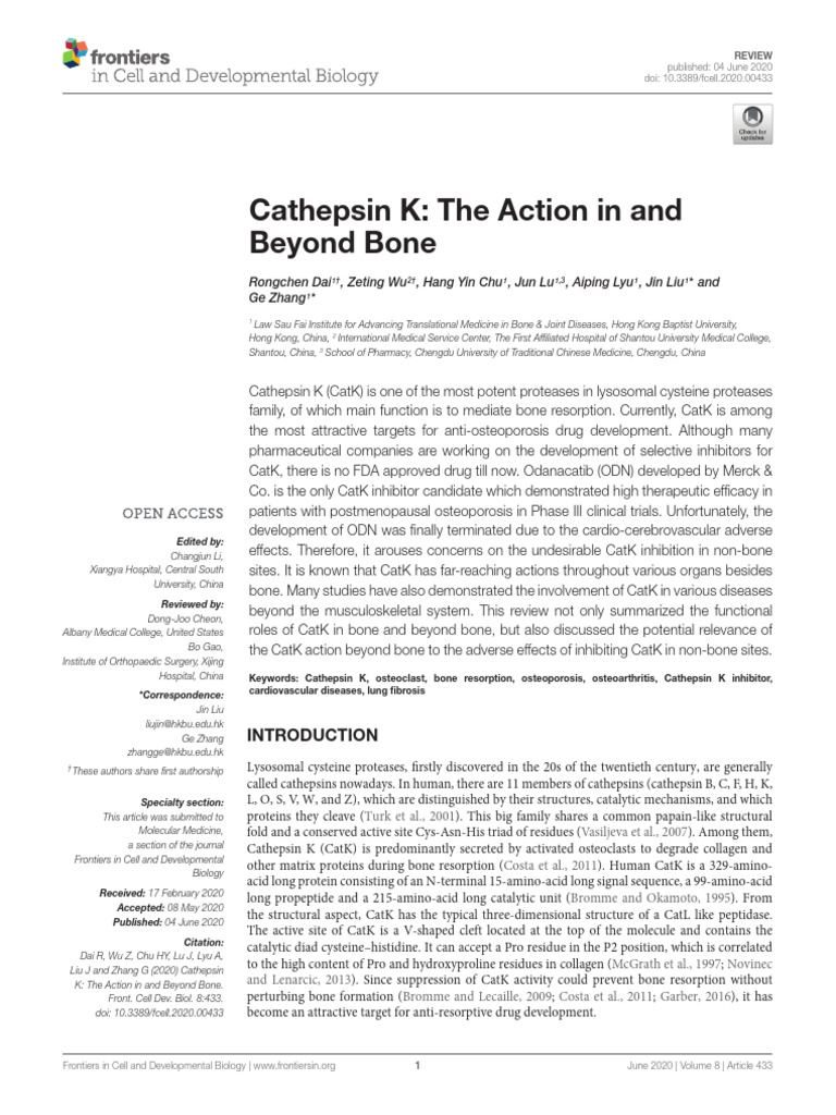 Cathepsin K The Action in and Beyond Bone | PDF | Bone | Osteoblast