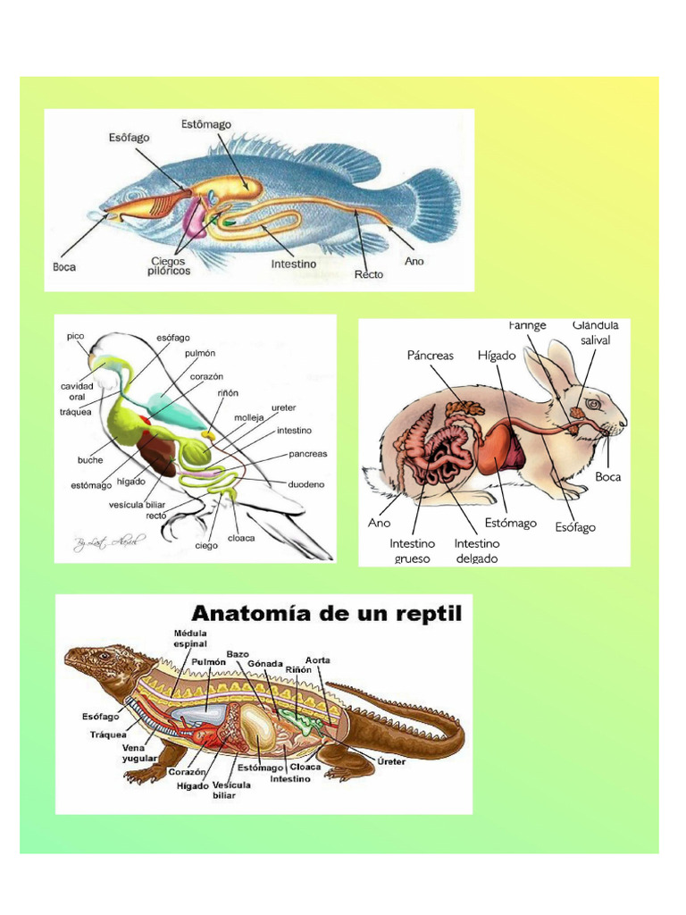 (Reptil, Ave, Pez y Anfibio) Anatomia Imagen Imprimir | PDF