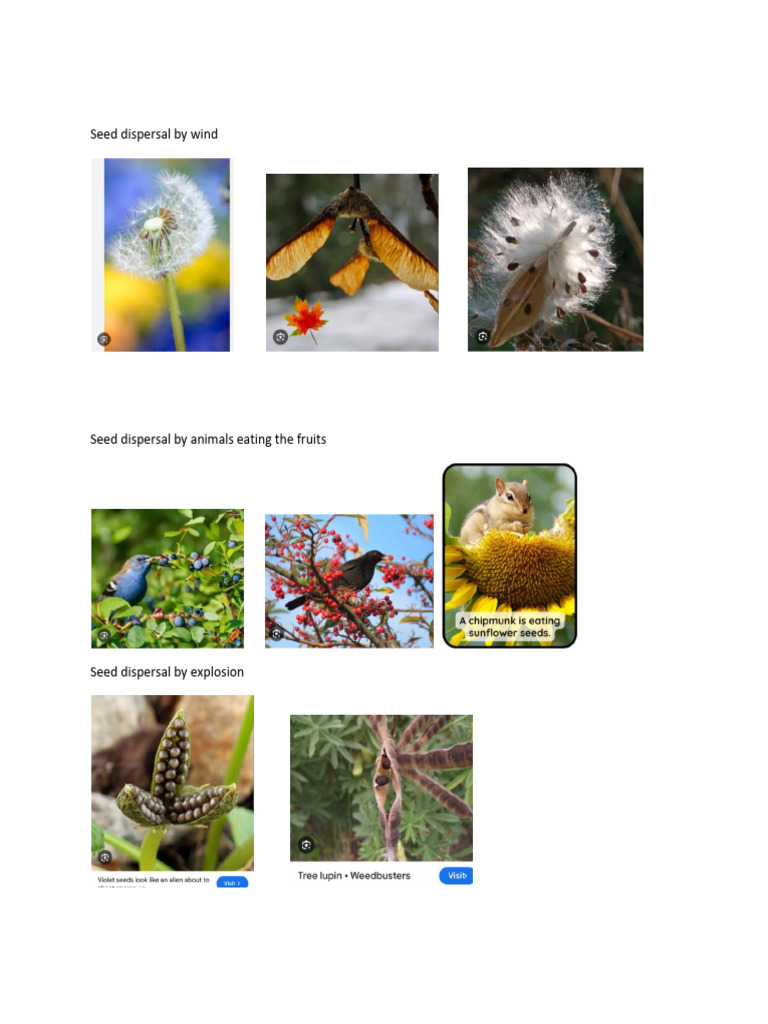 Types of Seed Dispersal Methods | PDF