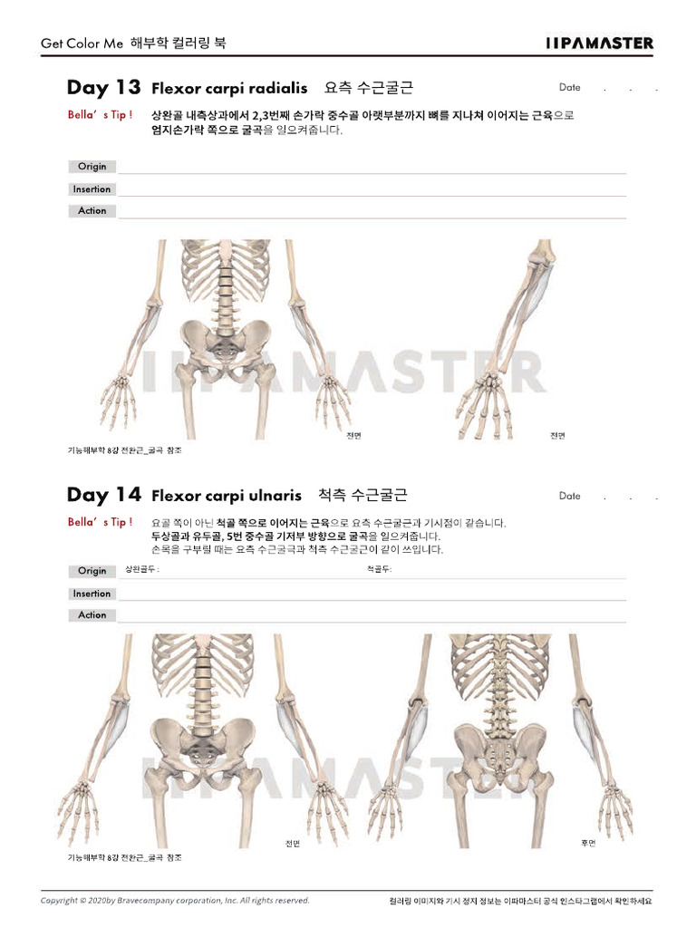 Day13-14.Flexor Carpi Radialis - Flexor Carpi Ulnaris | PDF