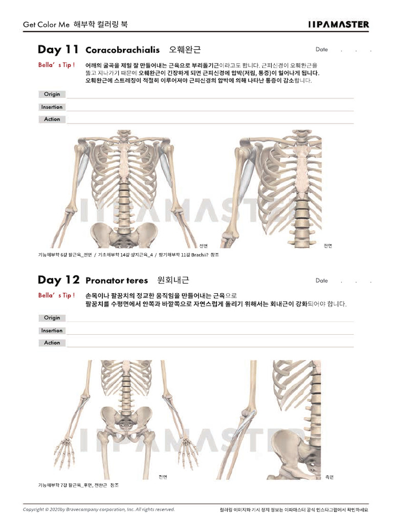 Day11-12.Coracobrachialis_Pronator teres | PDF