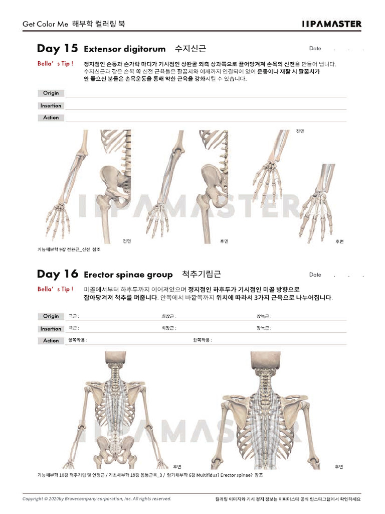 Day15-16.Extensor digitorum_Erector spinae group | PDF