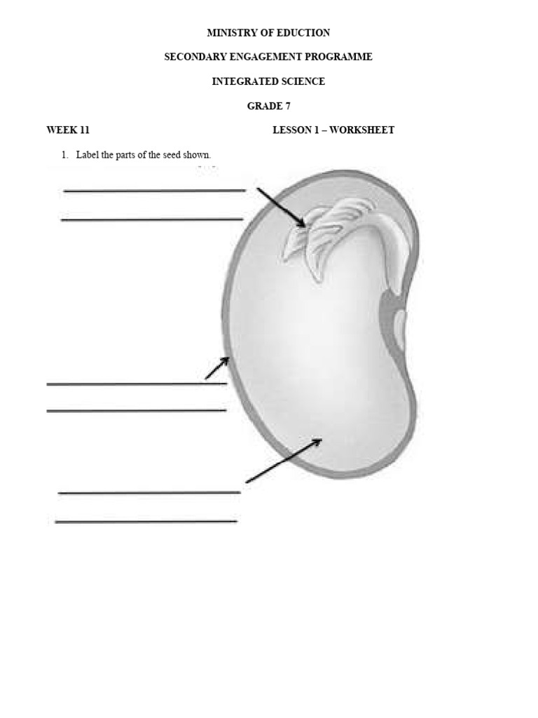 Seeds Worksheet | PDF