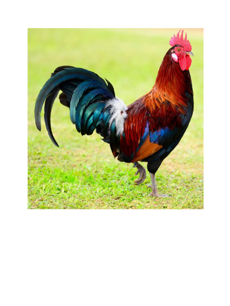 rooster | PDF