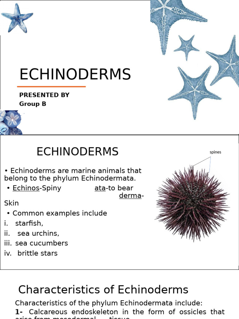 Echinoderms Group b[1] | PDF