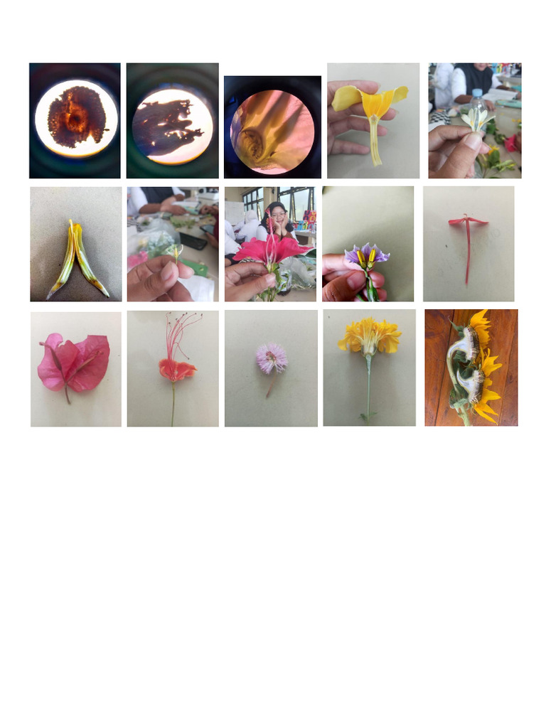 Laprak SPT Anatomi & Morfologi Bunga | PDF