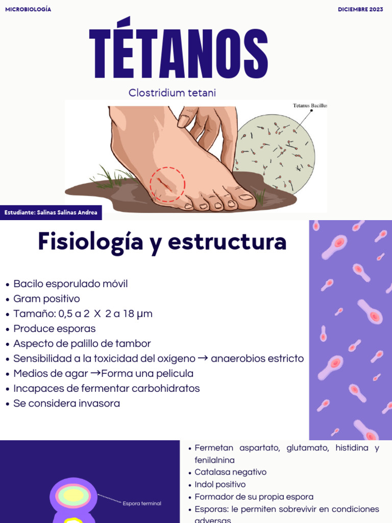 Tétanos | PDF | Acetilcolina | Especialidades Medicas