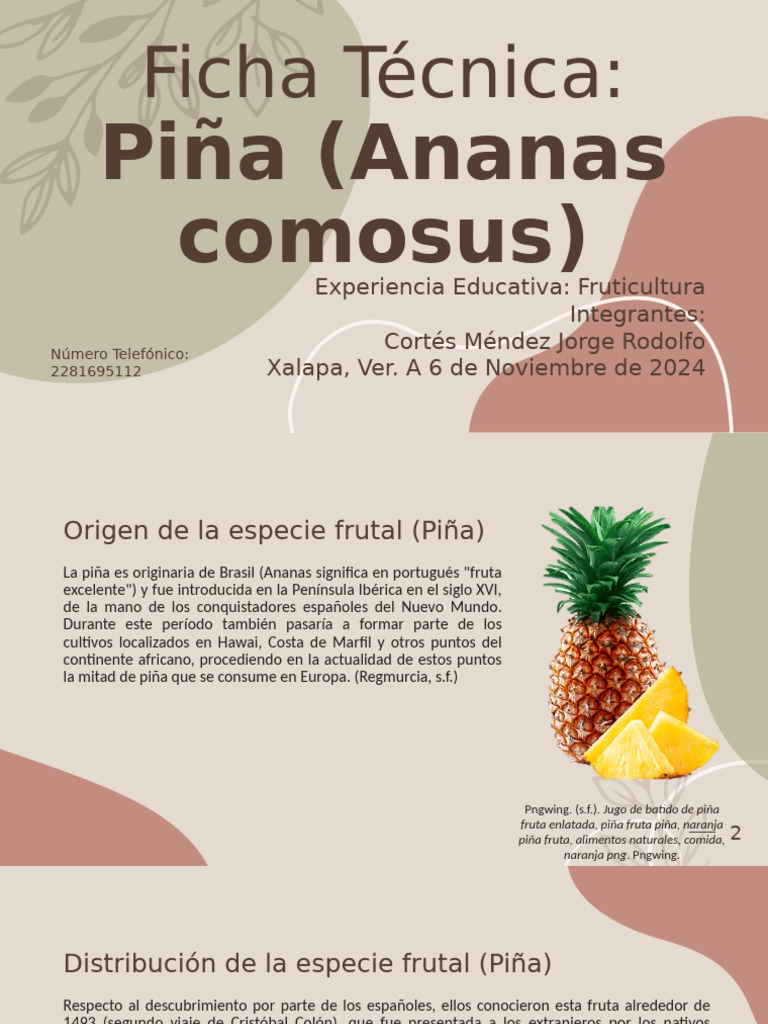 Ficha Técnica del Cultivo de Piña | PDF | Piña | Riego