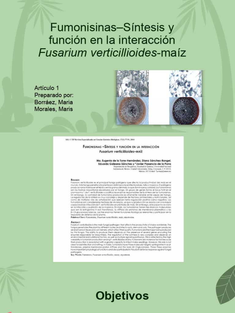 Presentación Artículo 1 - Fumonisinas | PDF | Mutación | Maíz