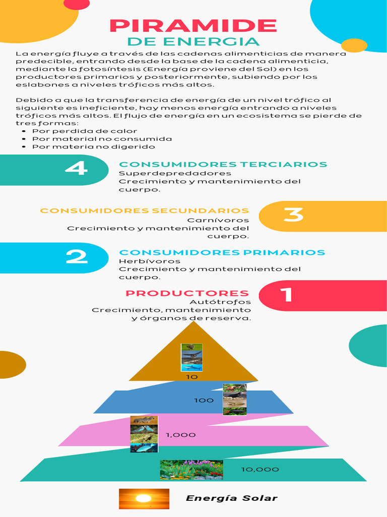 Pirámide de Biomasa y Energía Ecológica | PDF | Biomasa (Ecología ...