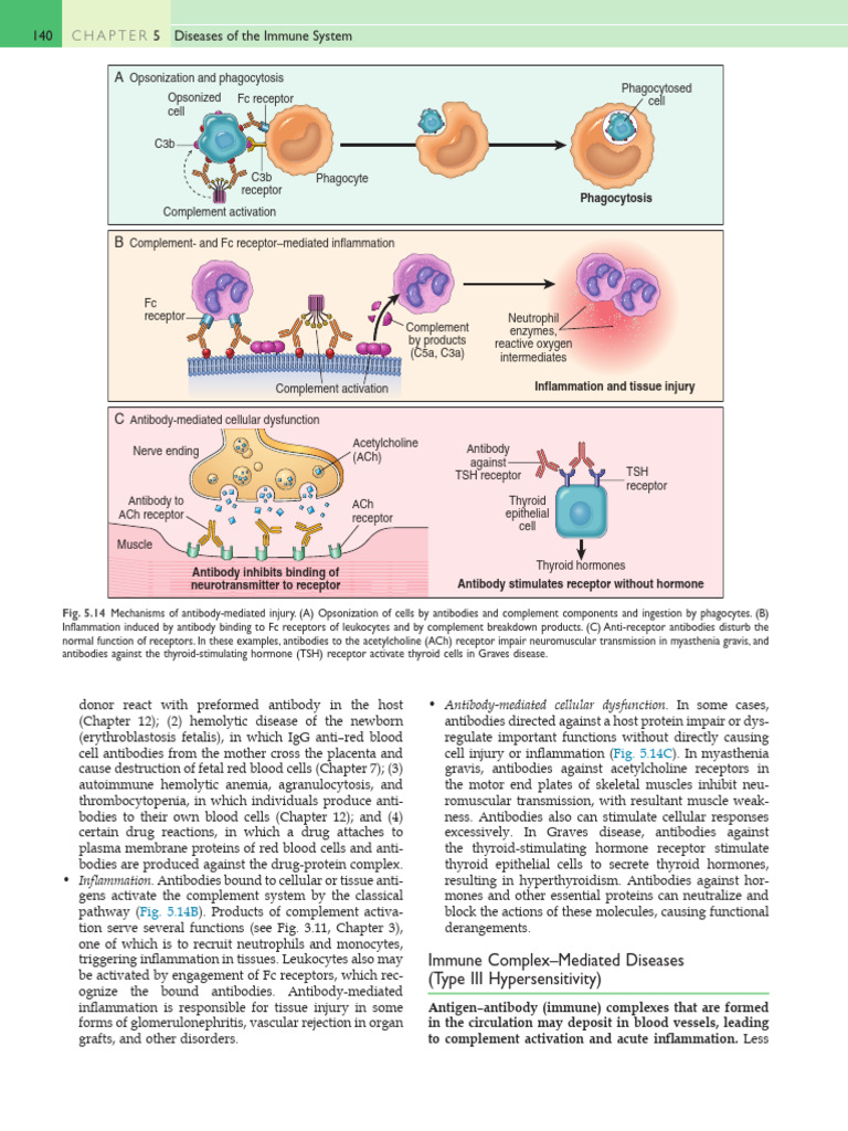 DOC-20241127-WA0020. | PDF | Immune System | Inflammation