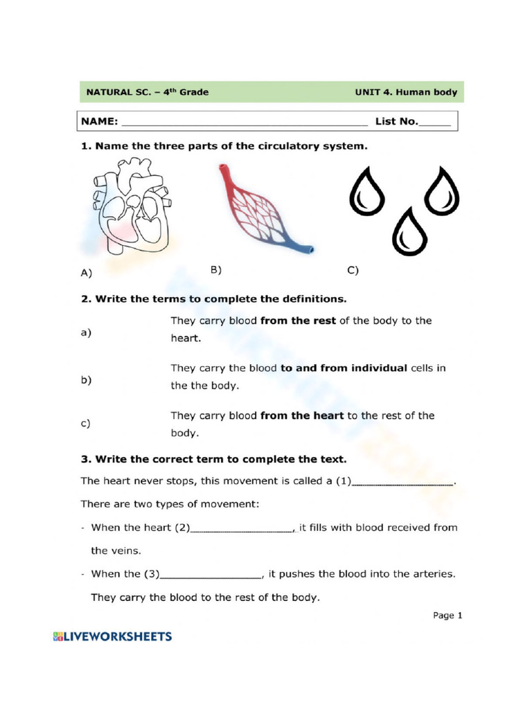 Download Worksheet _ Worksheetzone circulatory 4 | PDF