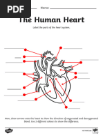 Heart Diagram Gcse Unlabelled Printable - Google Search | PDF