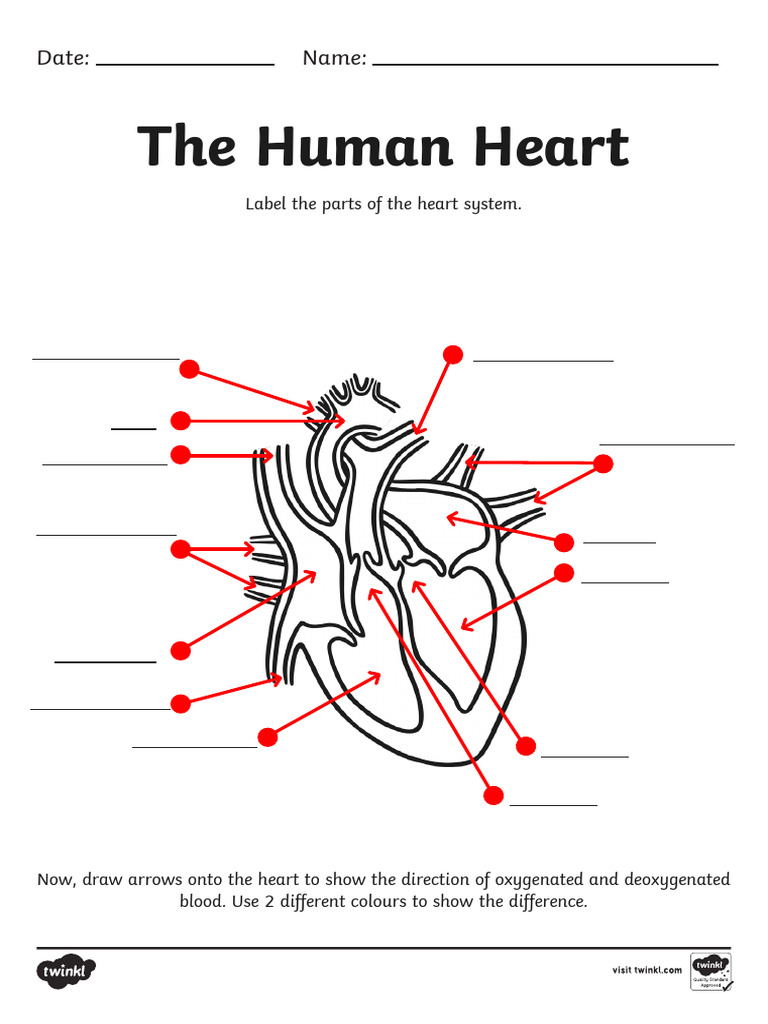 t2-s-729-the-human-heart-labelling-worksheet_ver_3 | PDF