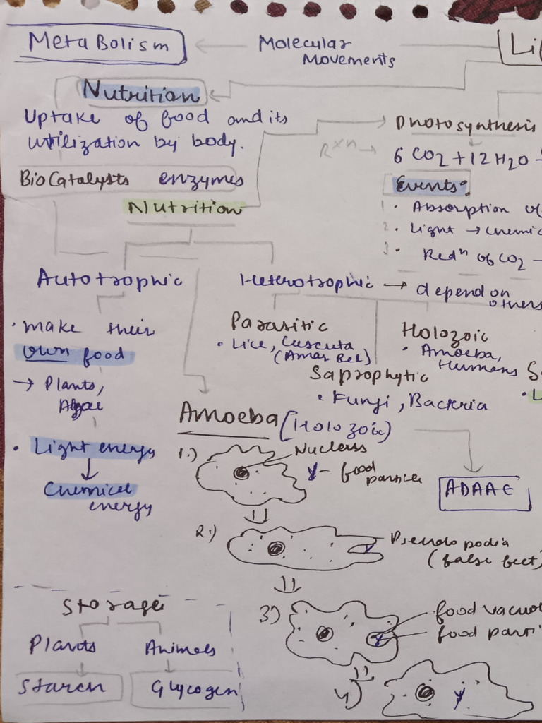 Science CH 1 Short Notes | PDF | Anatomy | Plant Physiology