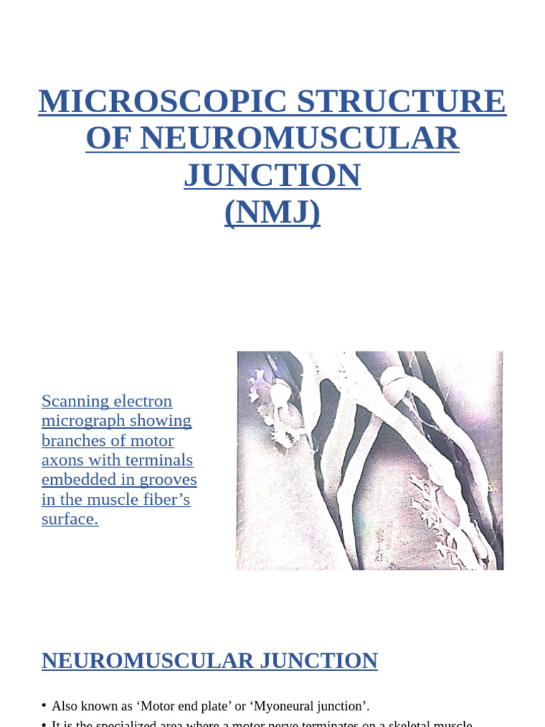NMJ - Microscopic Structure | PDF | Neuromuscular Junction | Axon