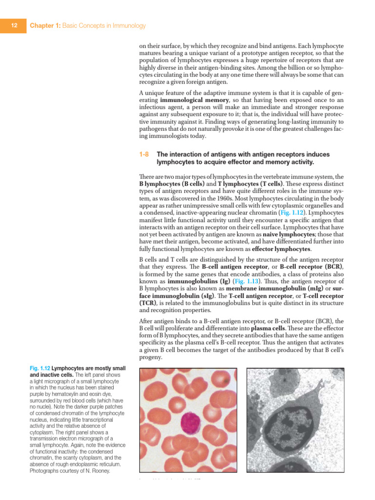 3 | PDF | B Cell | Lymphocyte