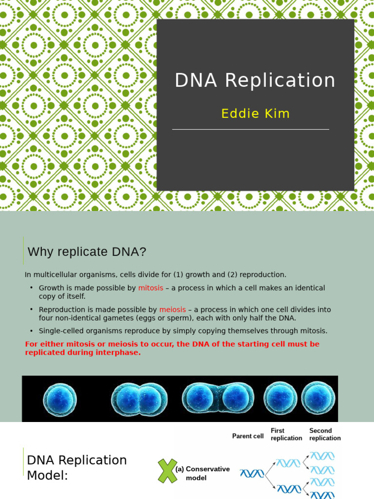 AP Bio Presentation - DNA Replication | PDF | Dna Replication | Primer ...