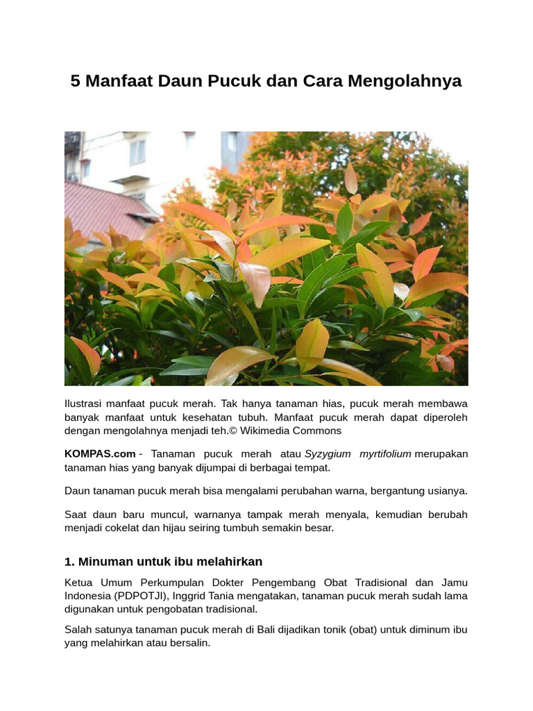 5 Manfaat Daun Pucuk Dan Cara Mengolahnya | PDF