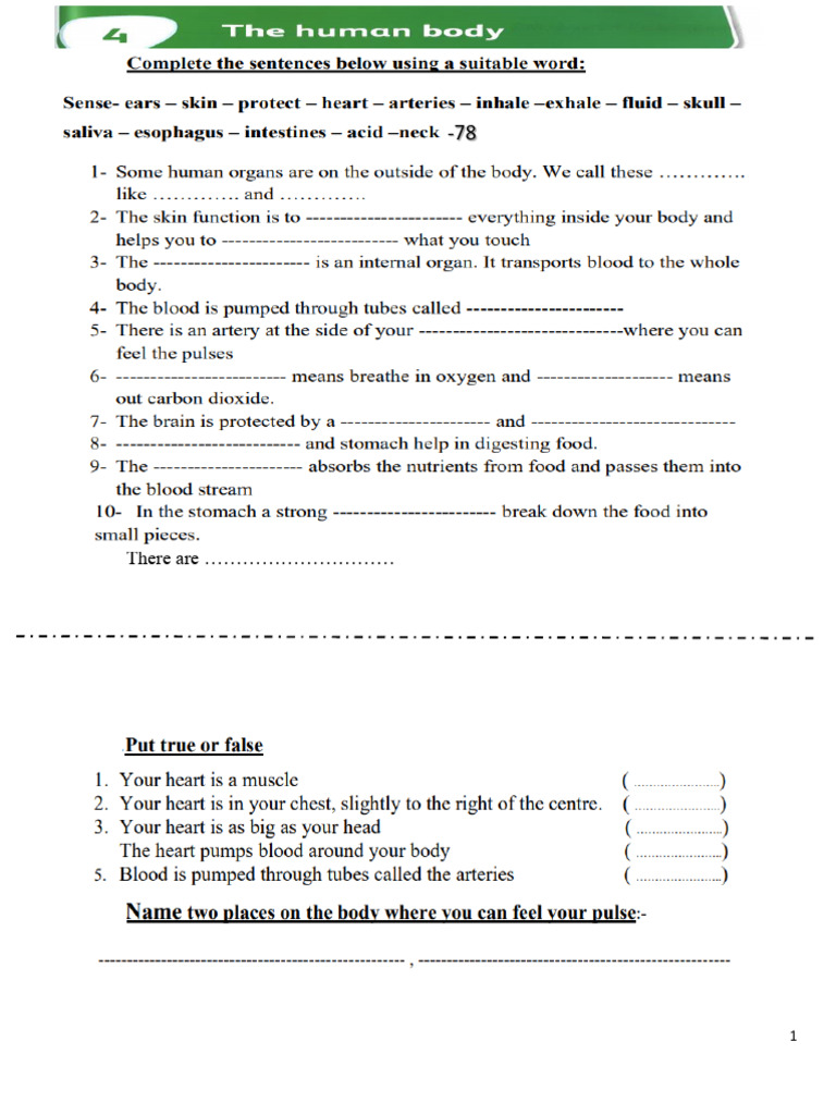 unit 4 worksheet | PDF | Breathing | Blood