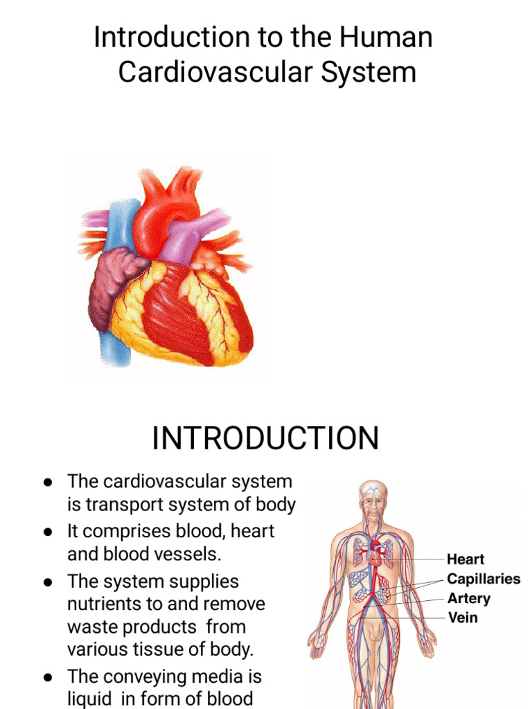Overview of the Cardiovascular System | PDF | Artery | Blood Vessel