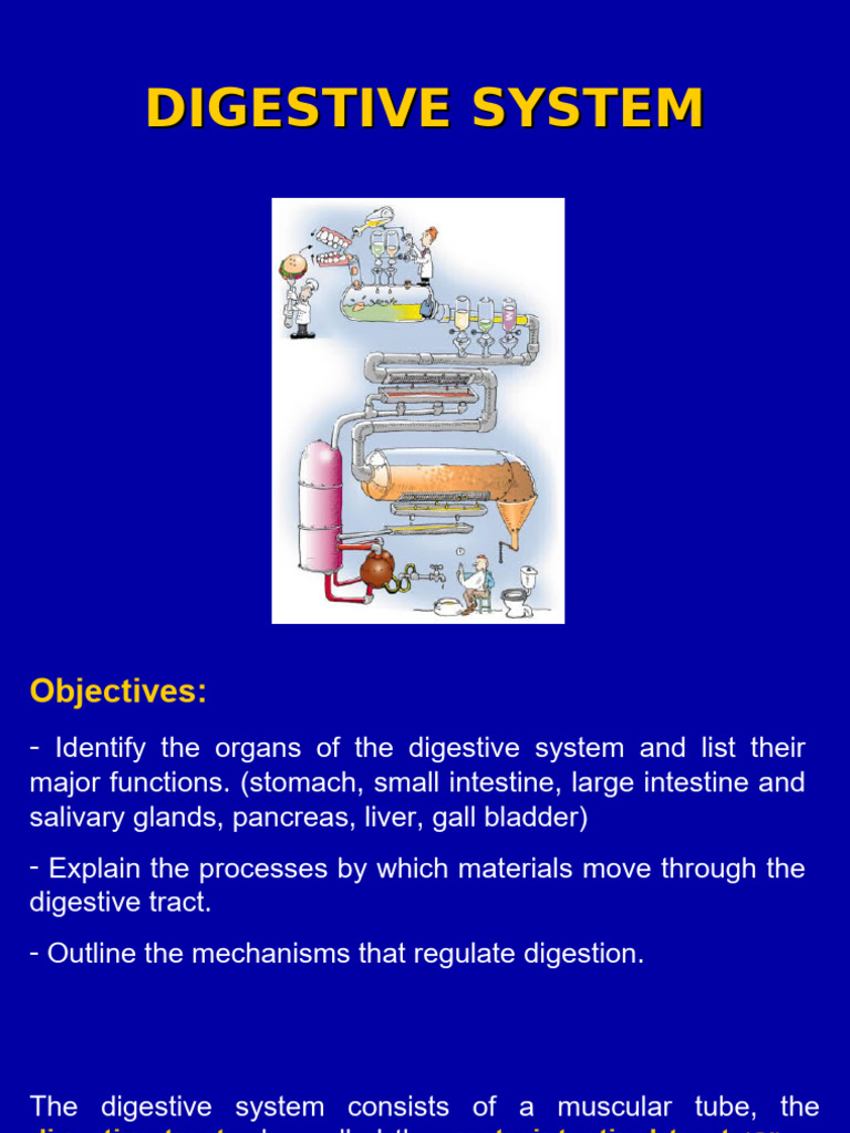 Digestive system | PDF | Stomach | Digestion