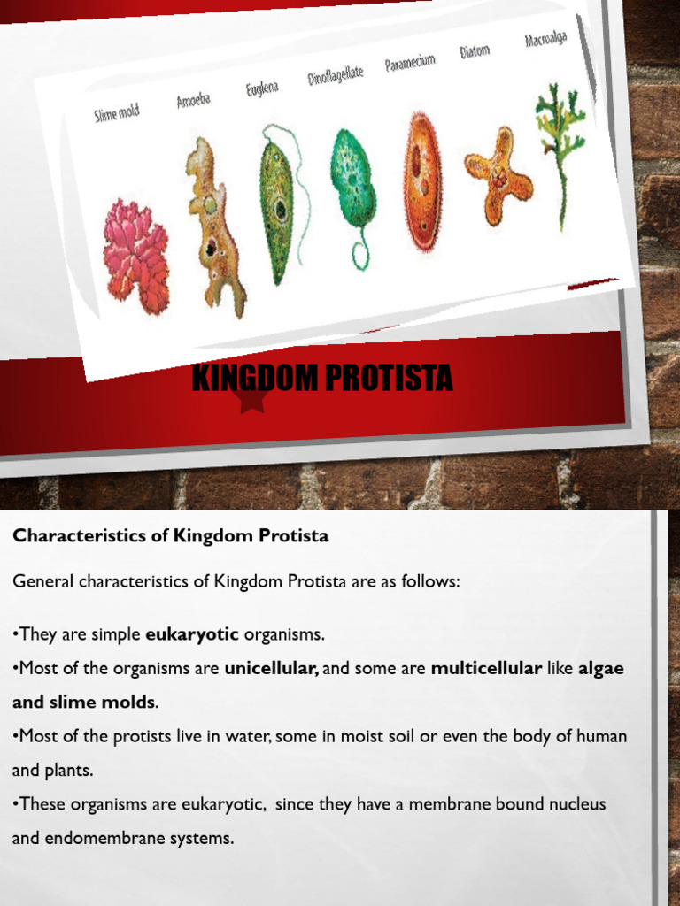 Kingdom Protista Two_2097fe65c86078ffe263c37e2eb7ba78 | PDF | Protozoa ...