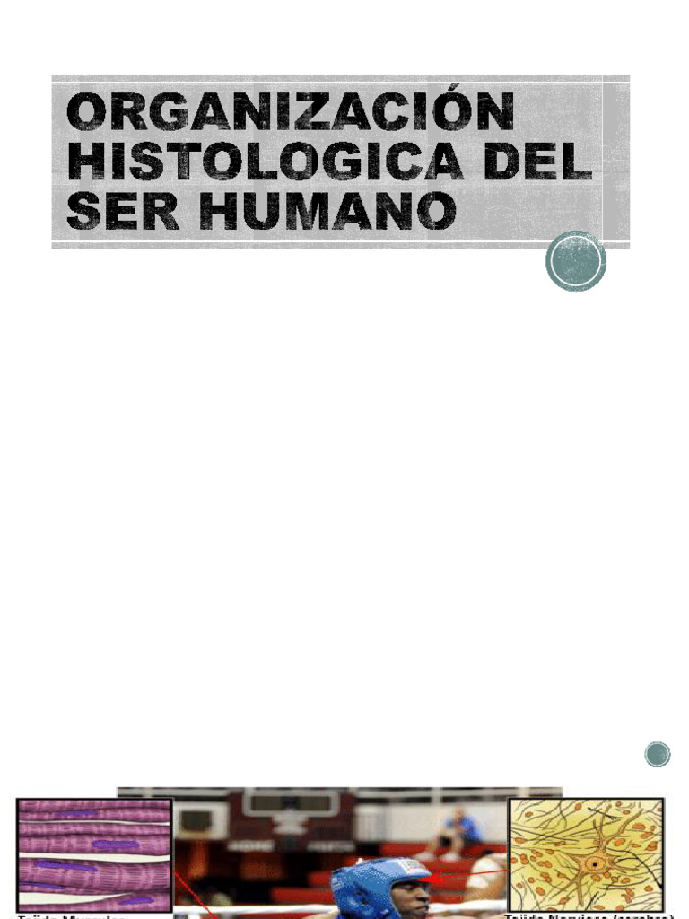 Organización Histologica | PDF | Sangre | Sistema nervioso