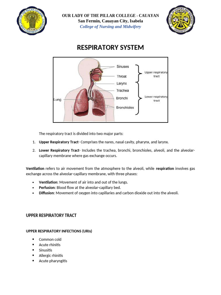 Respiratory System Overview and Treatments | PDF | Respiratory Tract ...