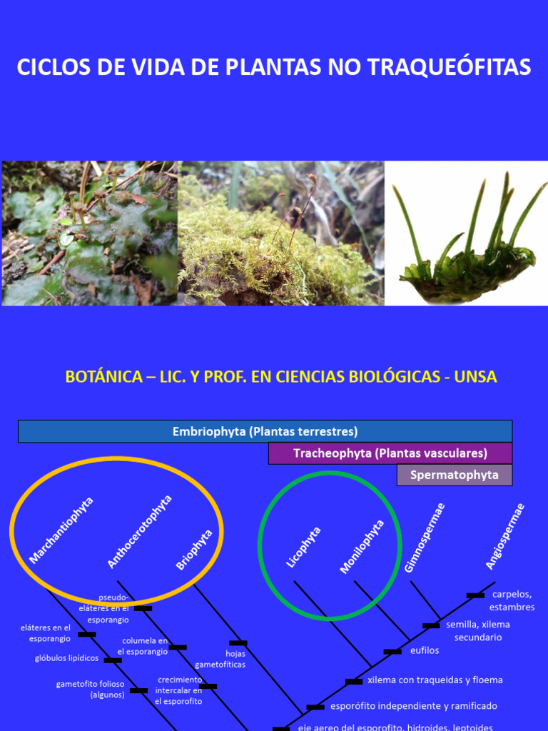 Ciclos de Vida No Traqueófitas | PDF | Reproducción de plantas ...