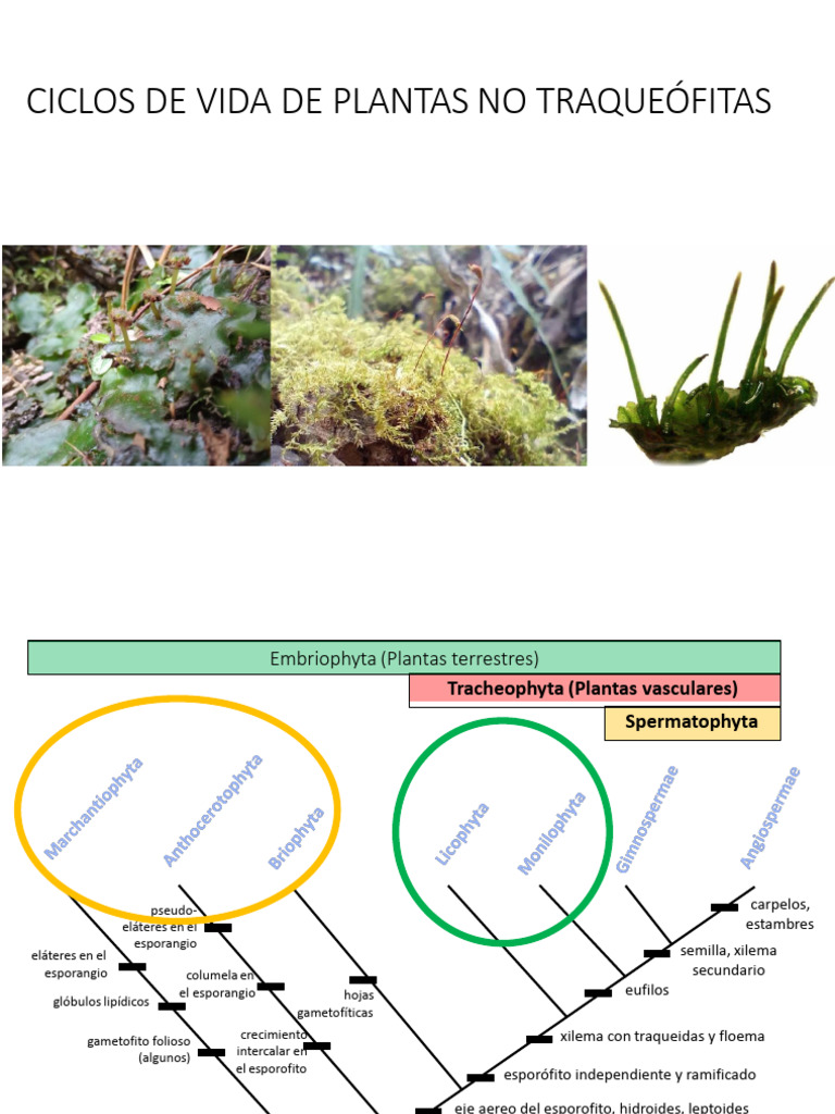 Ciclos de Vida No Traqueófitas-IMPRIMIR | PDF | Plantas | Morfología ...