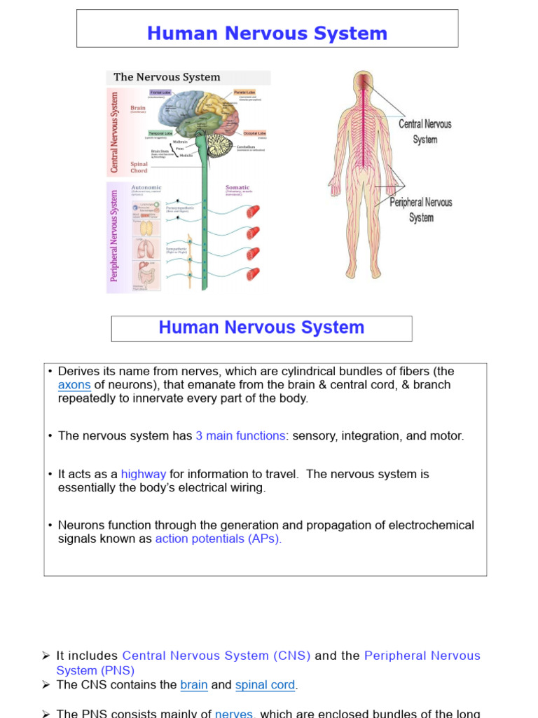 6 Nervous System | PDF | Nervous System | Nerve