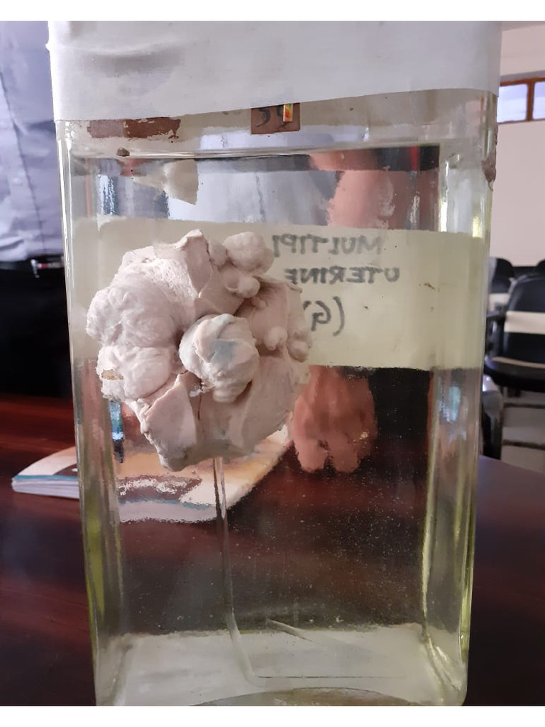 OBGY specimens | PDF