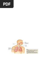 Anatomia da Laringe: Estruturas e Funções | PDF | Laringe | Anatomia humana