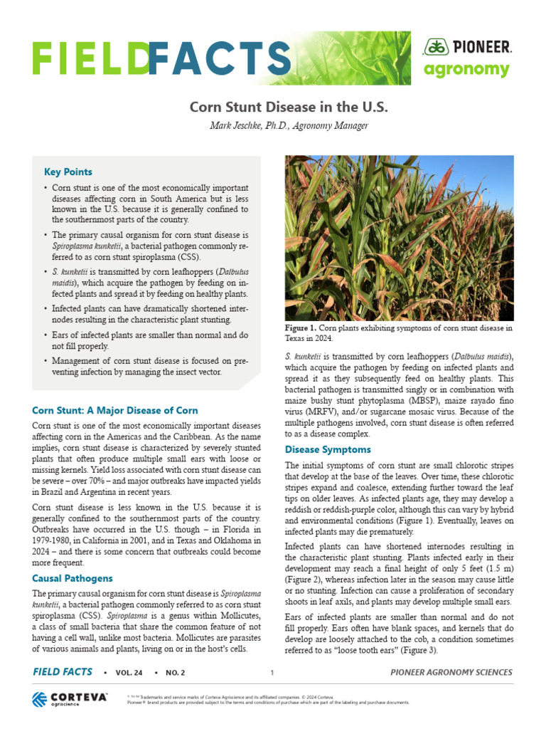 Understanding Corn Stunt Disease | PDF | Maize | Antimicrobial Resistance