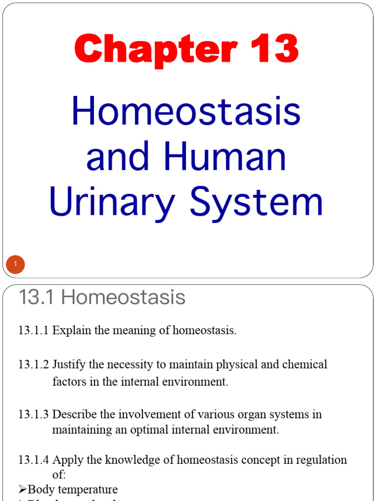KSSM F4 Chapter 13 - Homeostasis and Human Urinary System | PDF | Homeostasis | Kidney