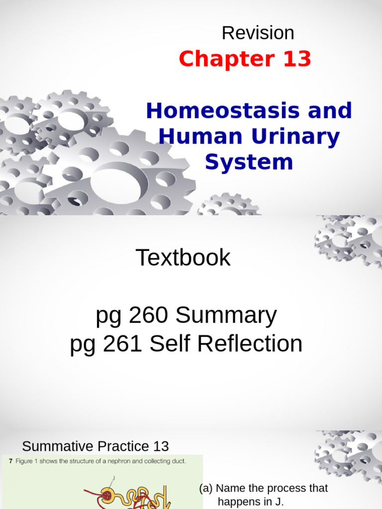 Revision Form 4 Biology Chapter 13 | PDF | Kidney | Physiology