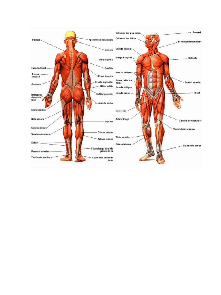 musculos 2 | PDF