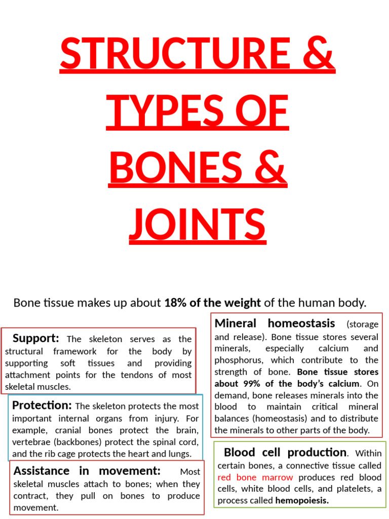 Bones, Joints and Muscular Tissues | PDF | Osteoblast | Bone