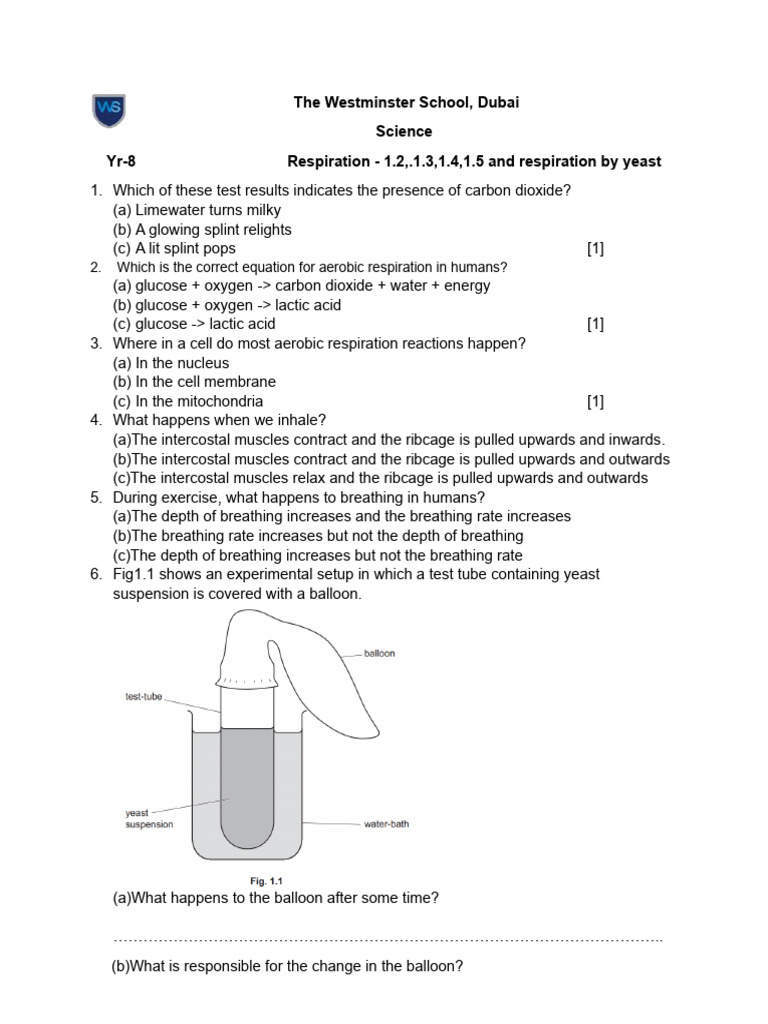 Year 8 Science: Respiration Quiz | PDF