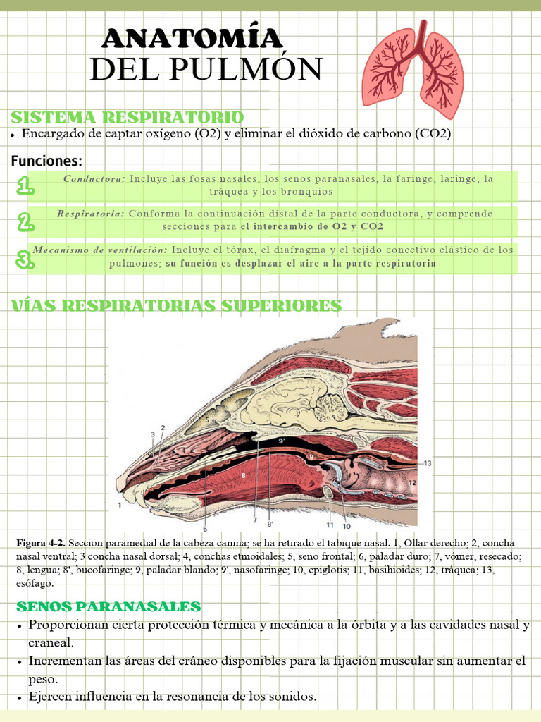 Anatomía Del Pulmón | PDF | Pulmón | Laringe