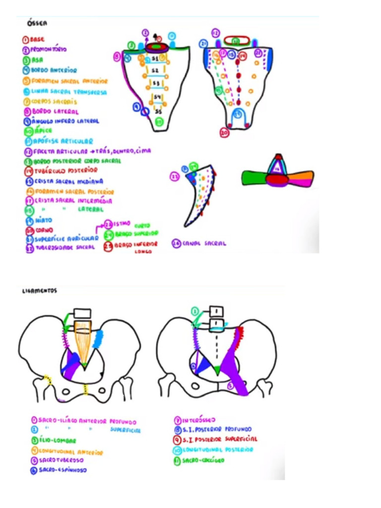 Anatomia Sacral | PDF