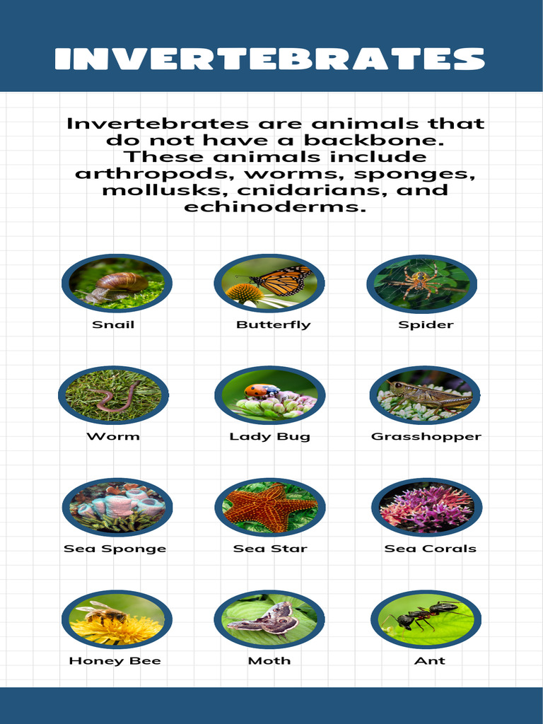 Understanding Invertebrates: Types & Examples | PDF