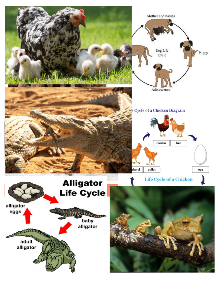 Animal Life Cycle | PDF